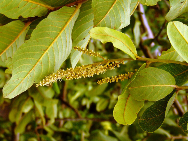 Ganesh patri puja list : వినాయక చవితి పూజలో వాడే 21 పుజా పత్రాలు