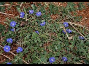 Ganesh patri puja list : వినాయక చవితి పూజలో వాడే 21 పుజా పత్రాలు